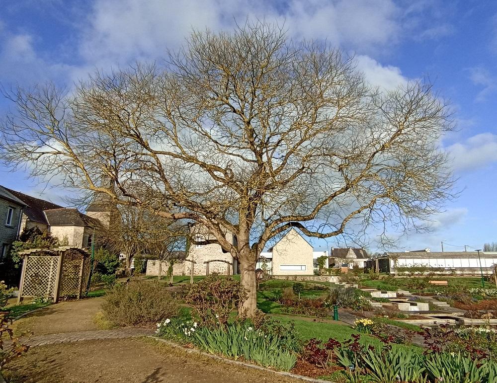 Appel à participation-inventaire des arbres