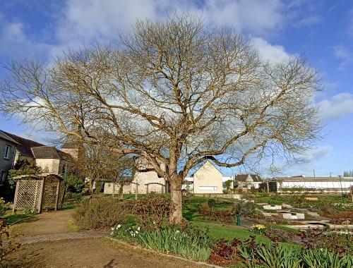 Appel à participation-inventaire des arbres
